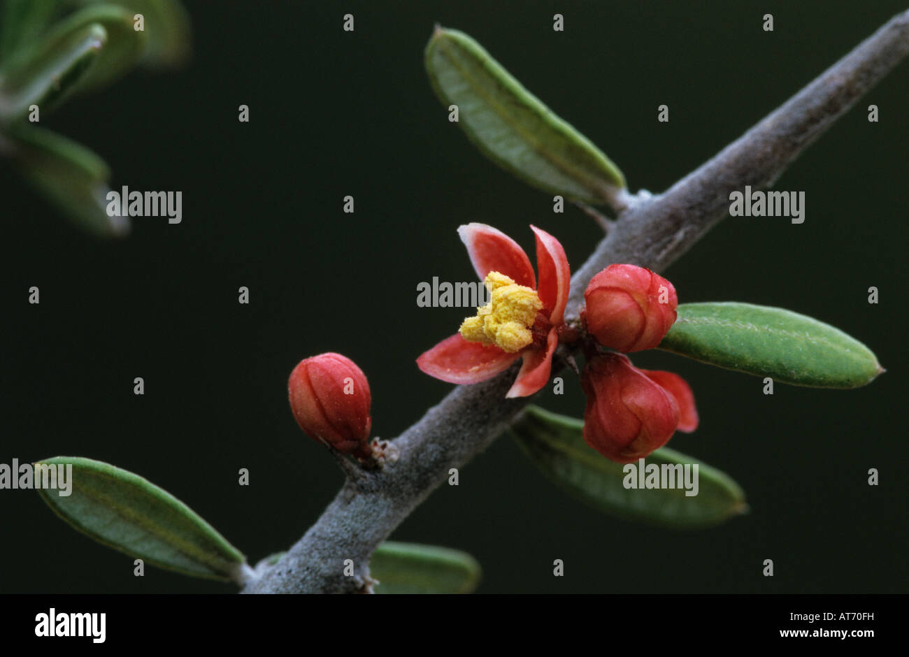 Goatbush hi-res stock photography and images - Alamy