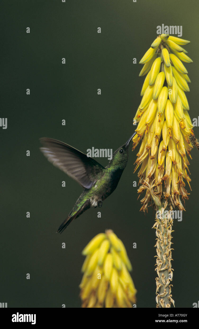 Antillean Mango Hummingbird Anthracothorax dominicus male feeding on ...