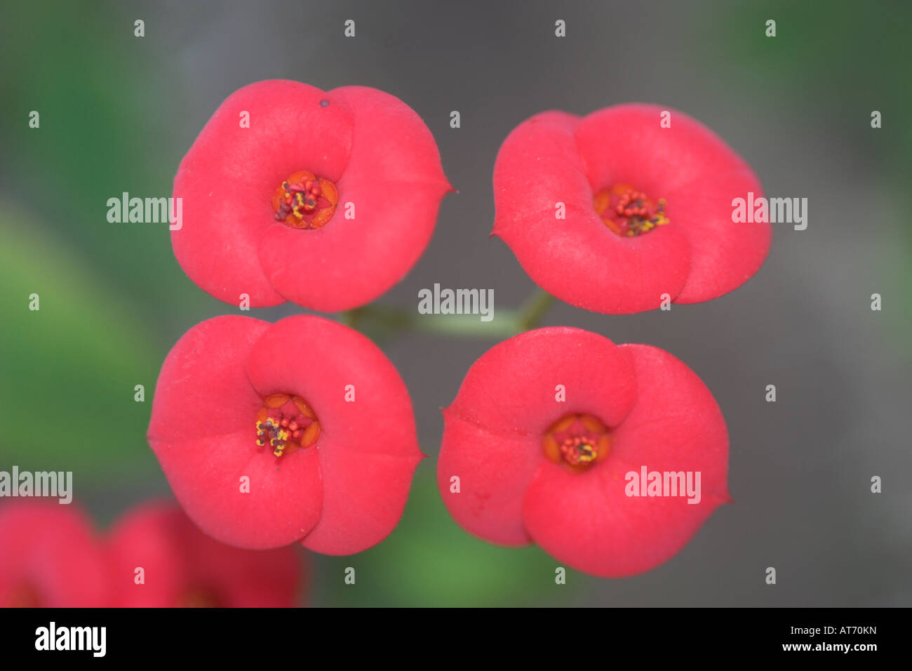 A bunch of 4 small red flowers Stock Photo - Alamy
