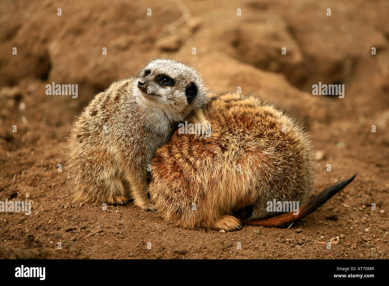 Two meerkats cuddle together Stock Photo - Alamy