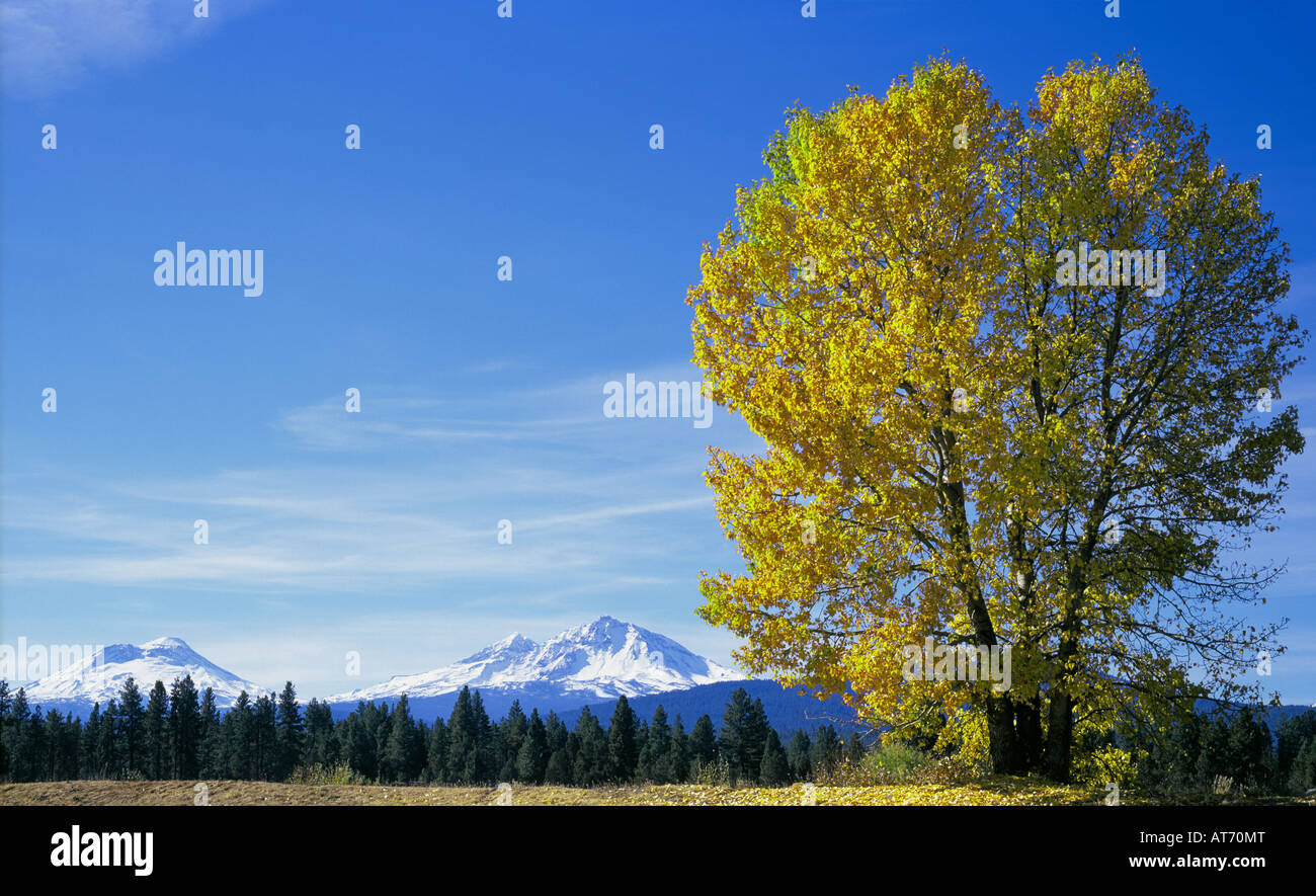 A giant willow tree turns gold in October with the snow capped peaks of ...