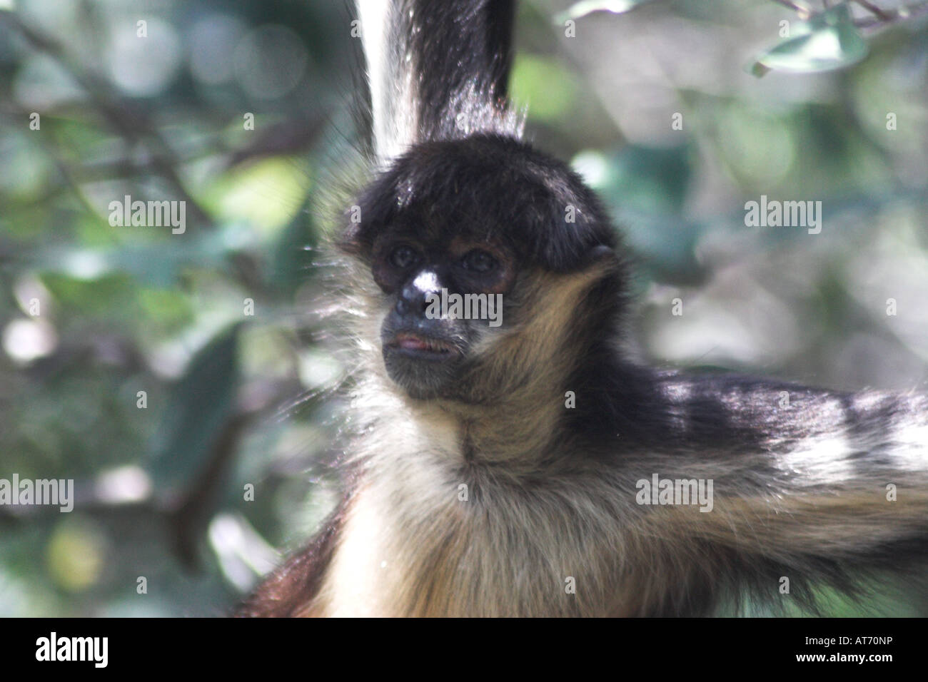 up close portrait of a Spider monkey while he is swinging Stock Photo ...
