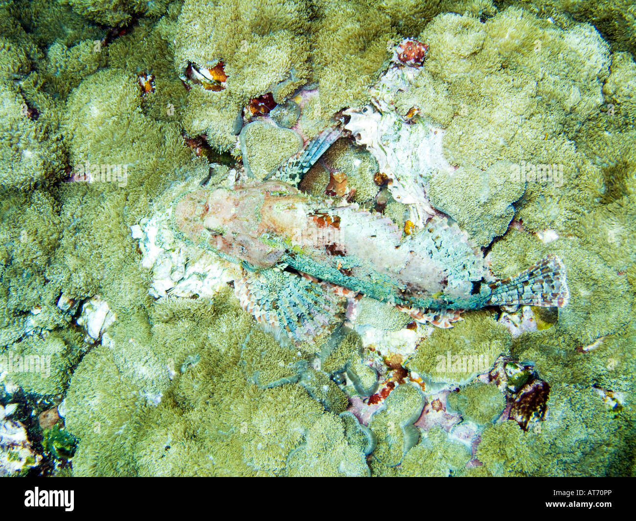 Scorpionfish thailand underwater hi-res stock photography and images ...