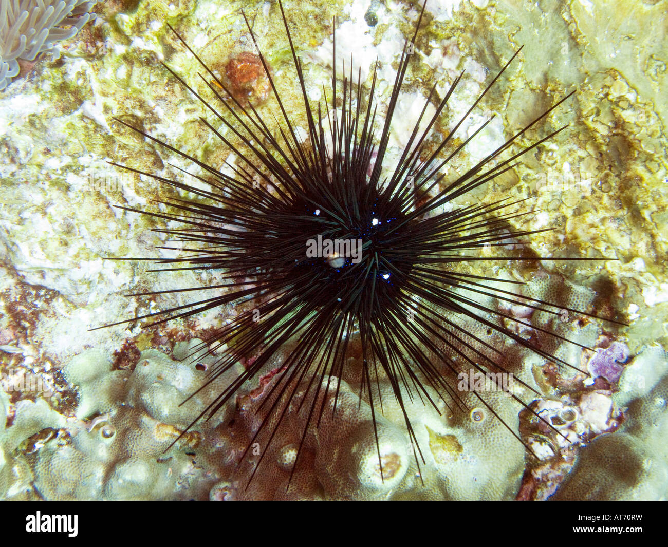 Black spiny sea urchin, Diadema setosum February 3 2008, Surin islands ...