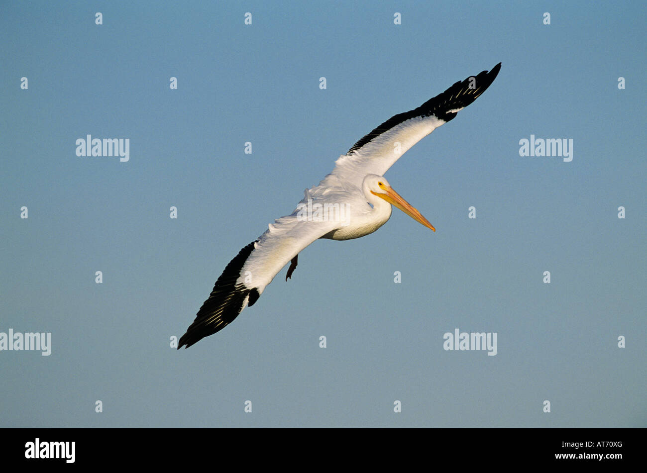 White american pelican front view hi-res stock photography and images ...