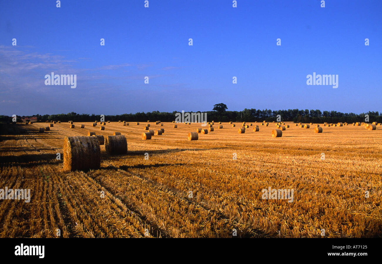 Field with straw bales after harvest Suffolk England Stock Photo - Alamy