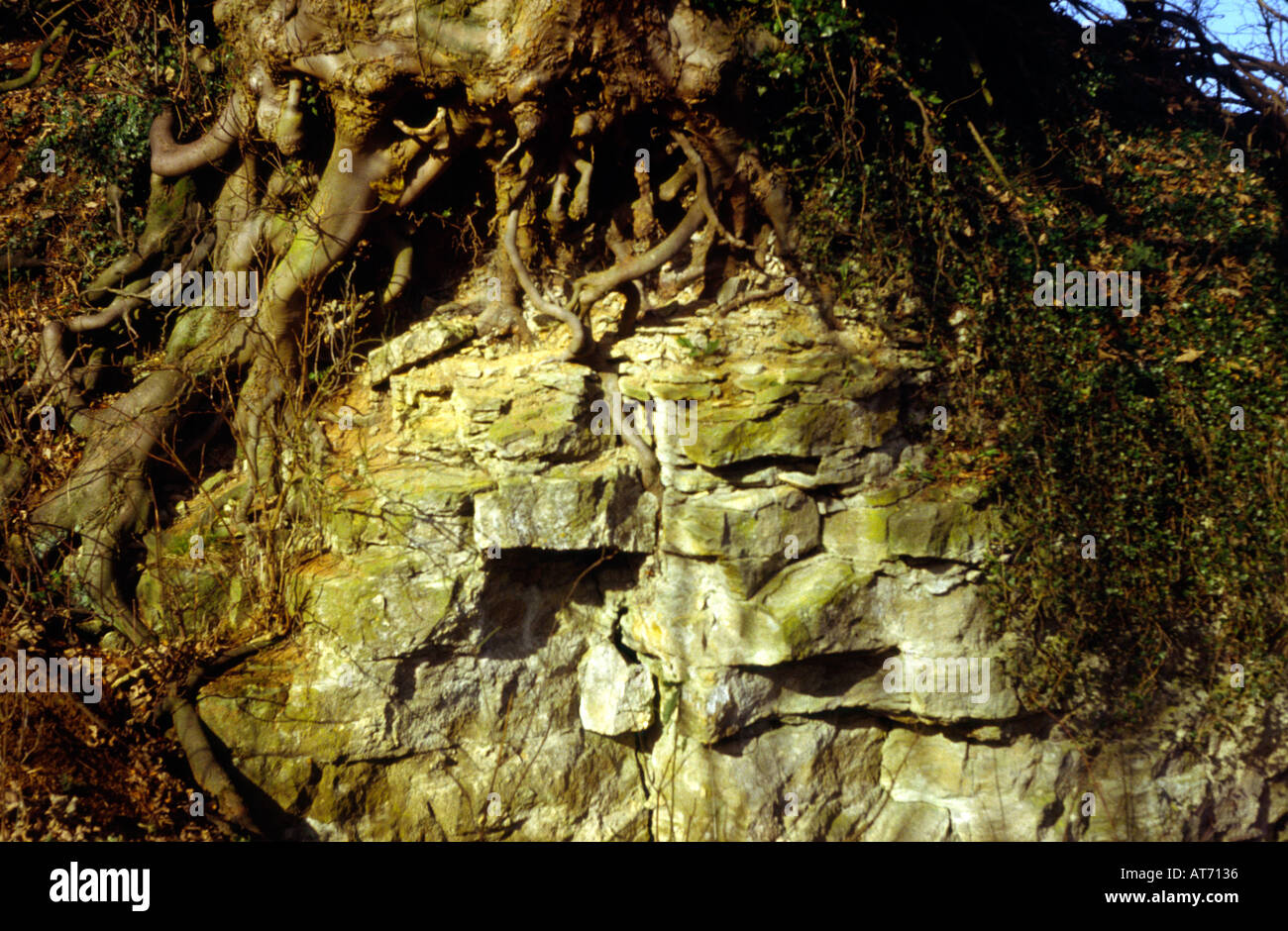 Biological weathering hi-res stock photography and images - Alamy