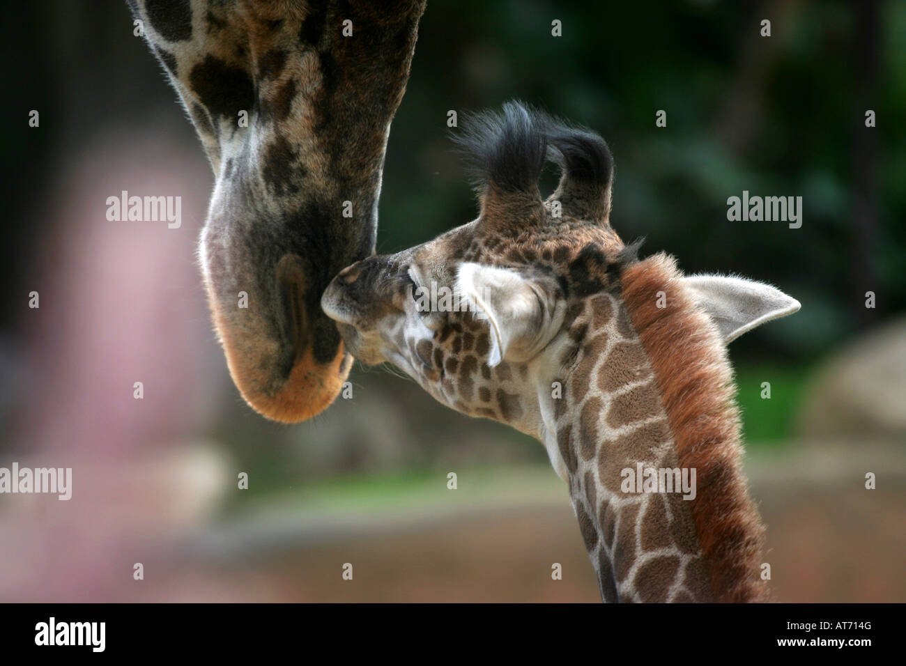 A mother and baby giraffe nuzzle together Stock Photo - Alamy