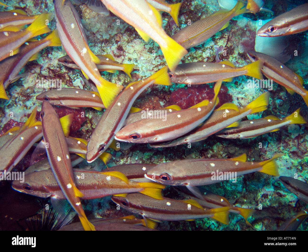 School of two-spot snapper, Lutjanus gibbus February 3 2008, Surin ...