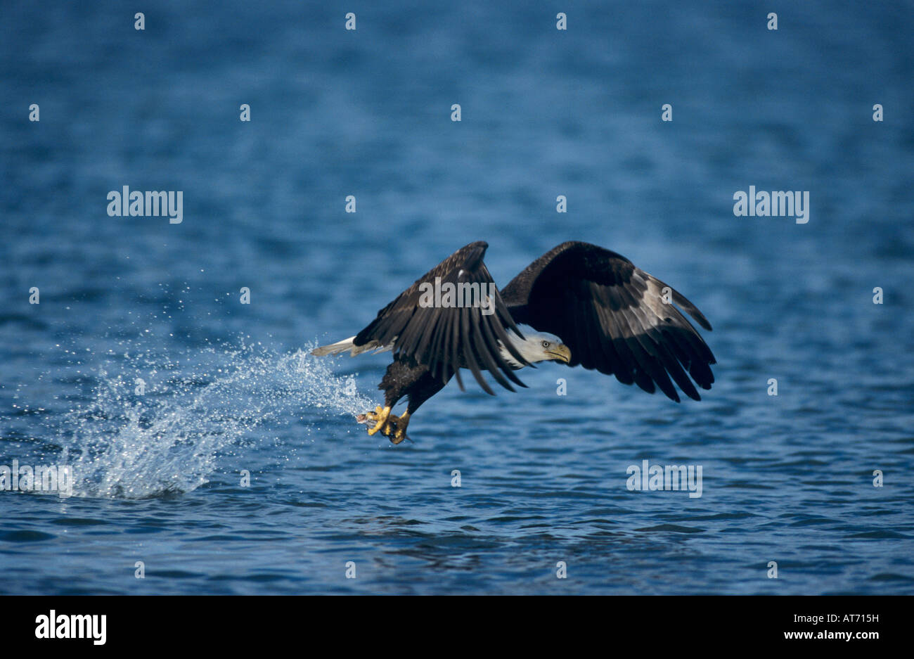 Bald Eagle Haliaeetus leucocephalus adult in flight with fish Homer ...
