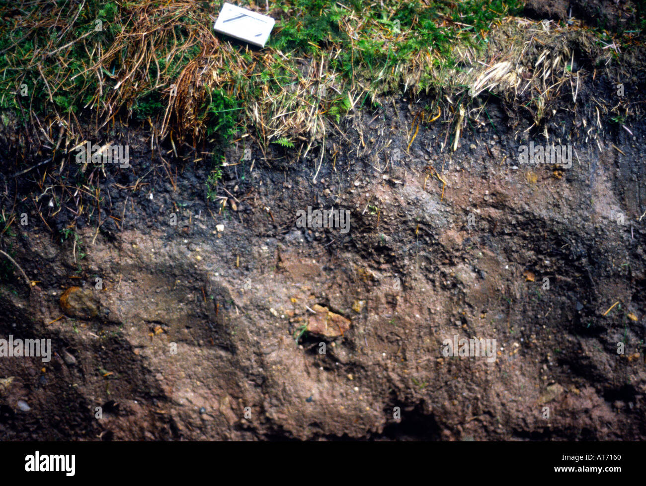Soil profile coniferous woodland Scotland Stock Photo: 1667423 - Alamy Soil profile coniferous woodland Scotland Stock Photo: 1667423 - Alamy