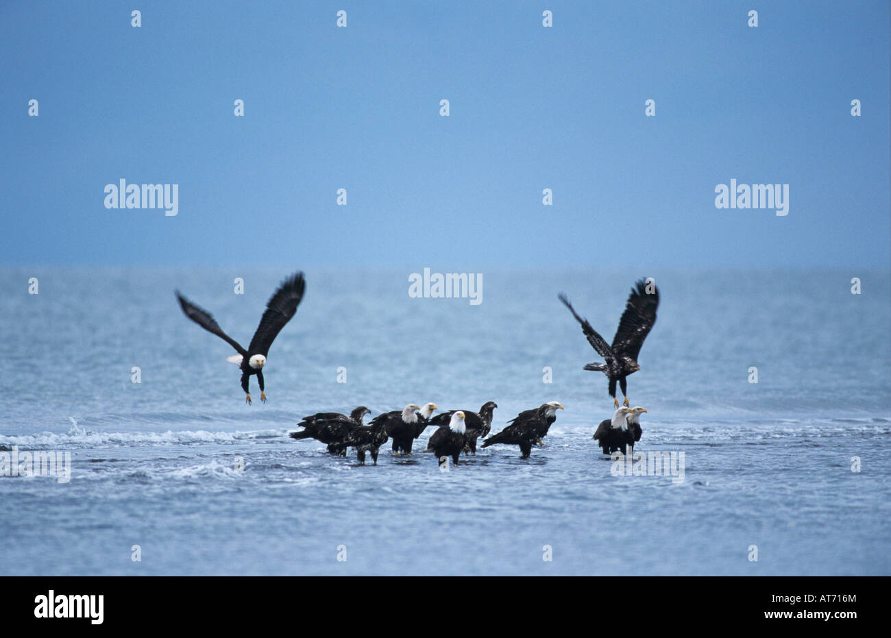 Bald Eagle Haliaeetus leucocephalus adult and immature taking off ...