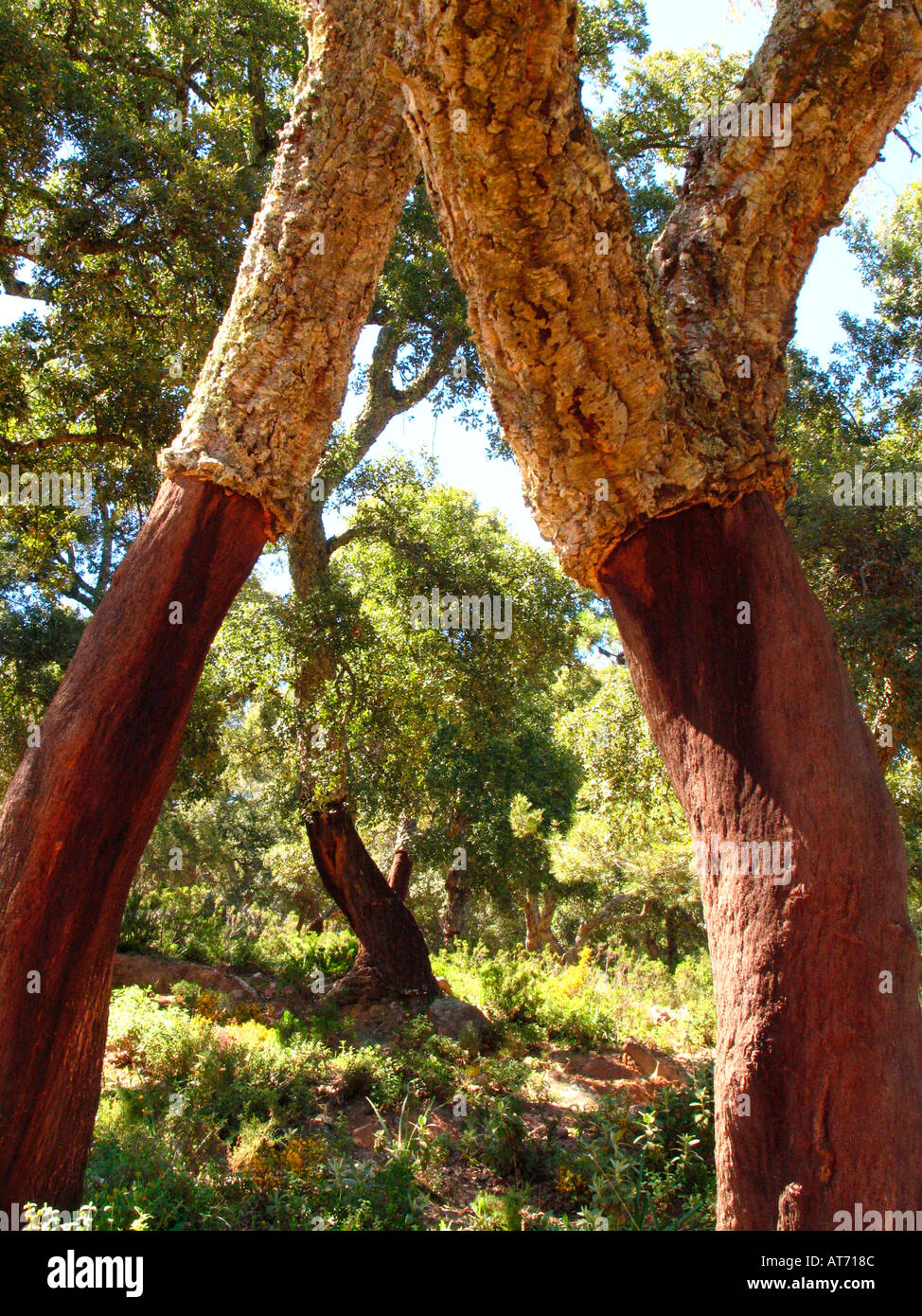 cork trees in andalucia spain Stock Photo - Alamy