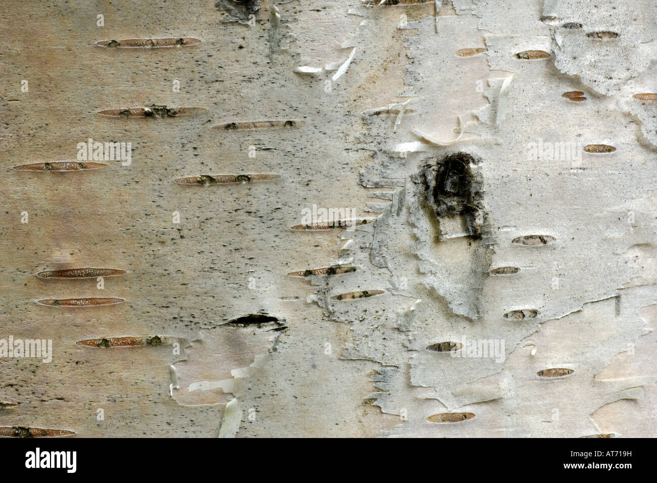 Betulla High Resolution Stock Photography and Images - Alamy