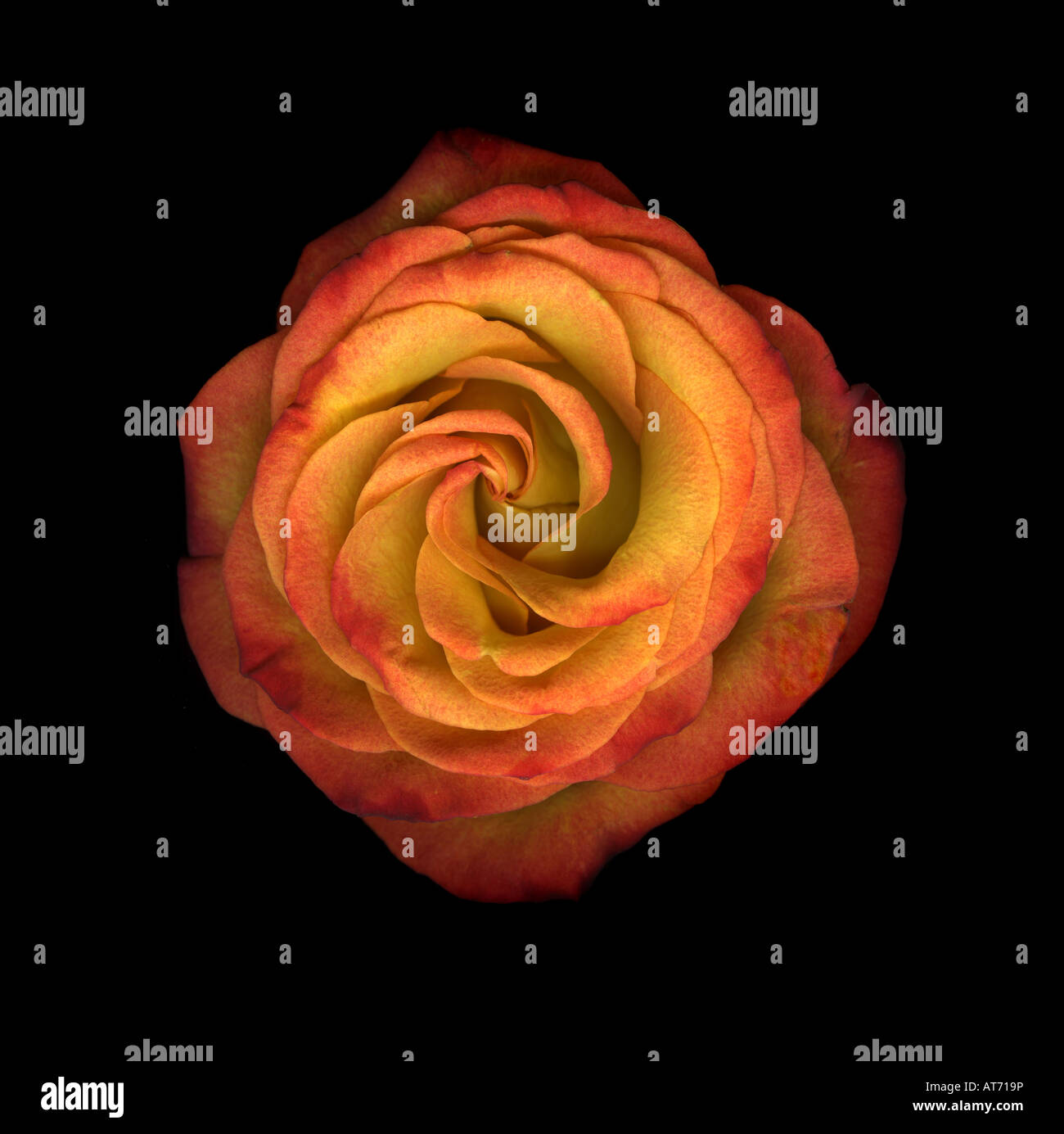 Stunning close-up view of an orange red single rose on a black ...