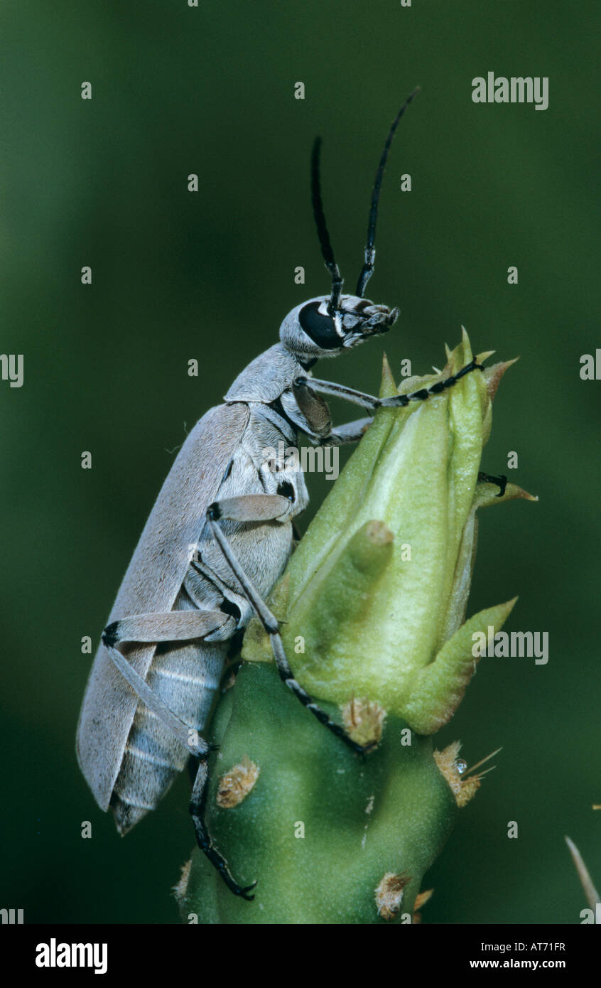 Green Blister Beetle High Resolution Stock Photography and Images - Alamy