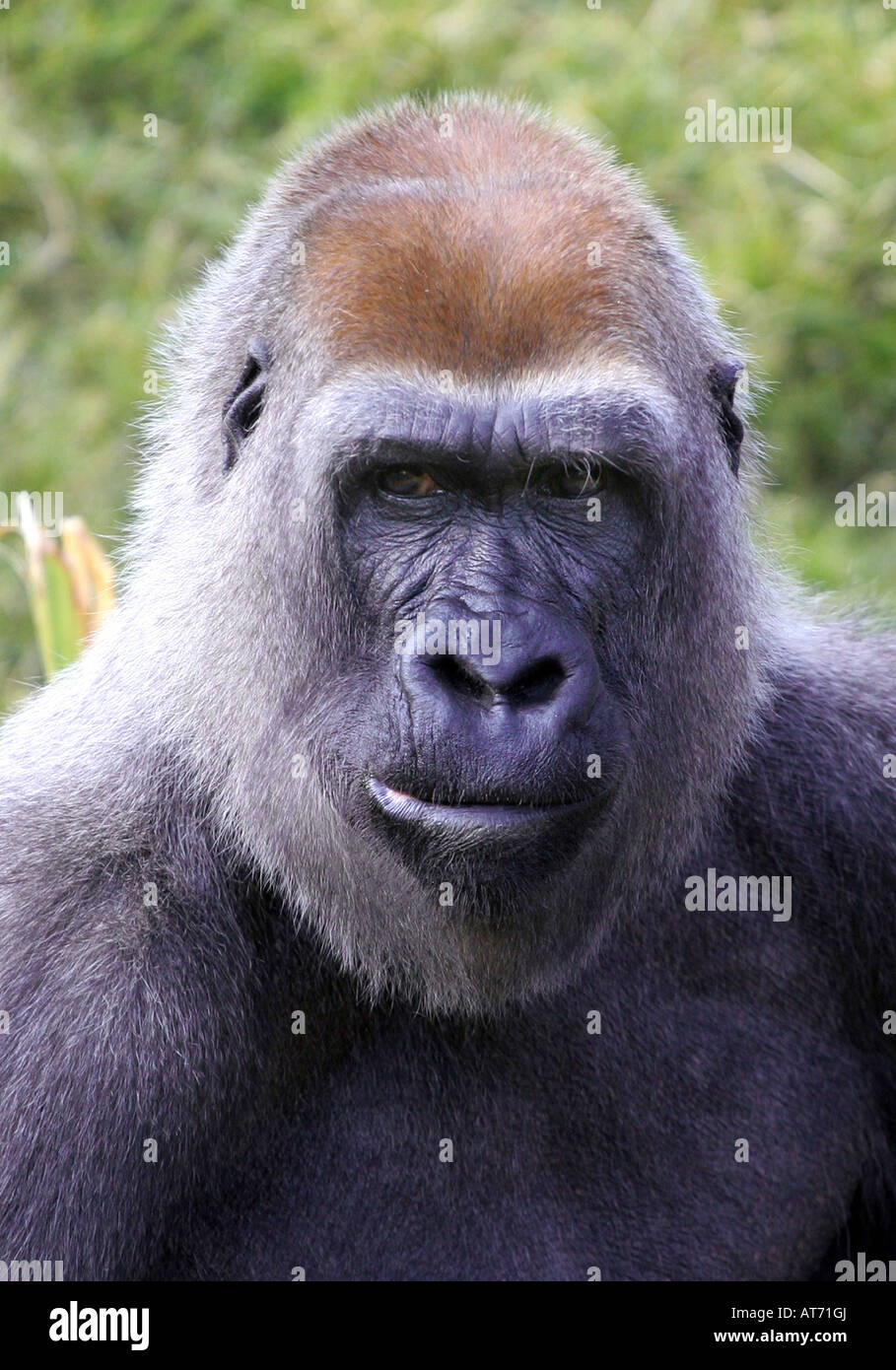 Portrait of a male silverback gorilla Stock Photo - Alamy