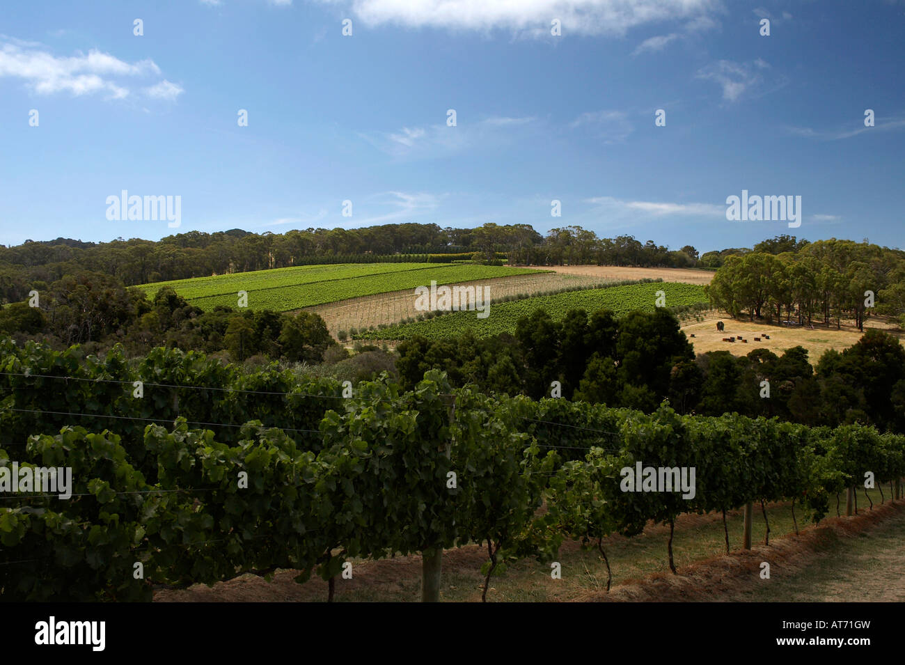 Mornington peninsula wine tour hi-res stock photography and images - Alamy