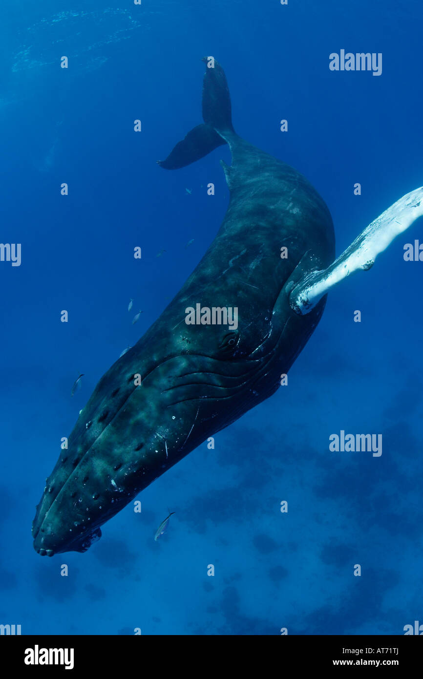 ny0317-D. Humpback Whale, Megaptera novaeangliae. Photo Copyright ...