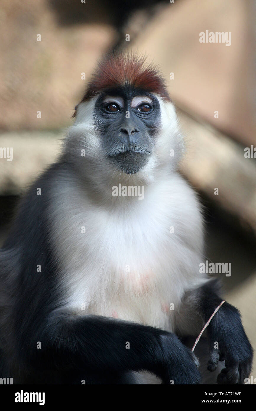 A cute monkey posing for the camera Stock Photo - Alamy