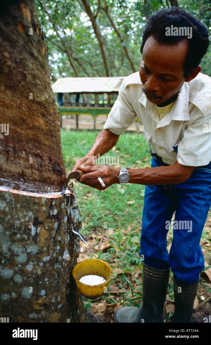 Rubber tapping sumatra hi-res stock photography and images - Alamy