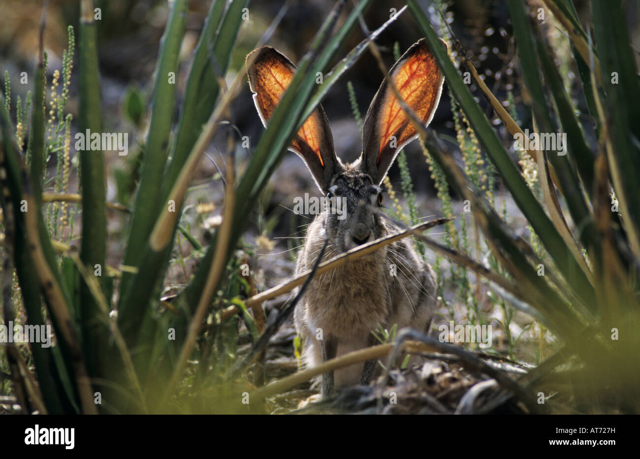 Black tailed jackrabbit lepus californicus adult hi-res stock ...