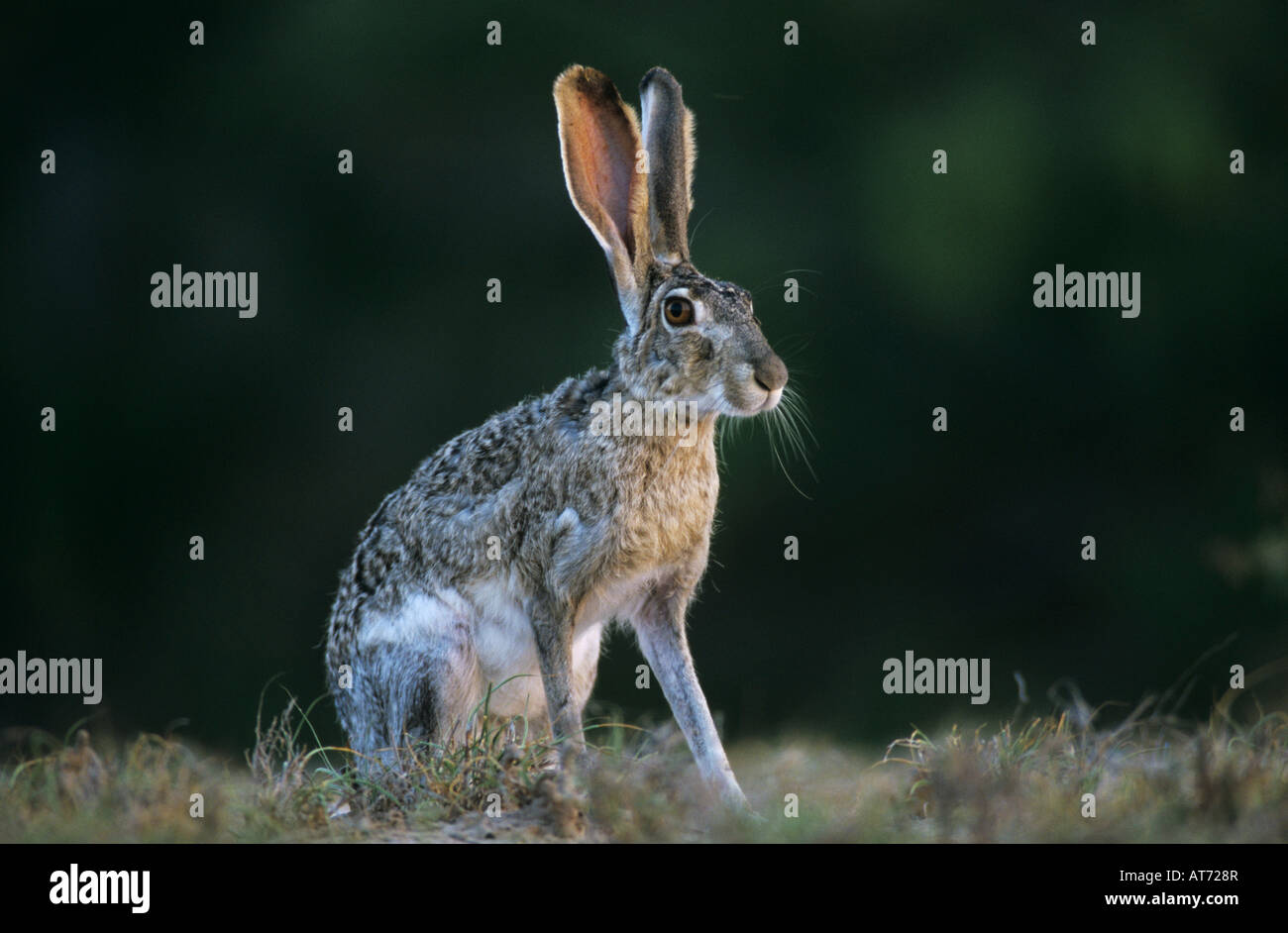 Black tailed jackrabbit texas hi-res stock photography and images - Alamy