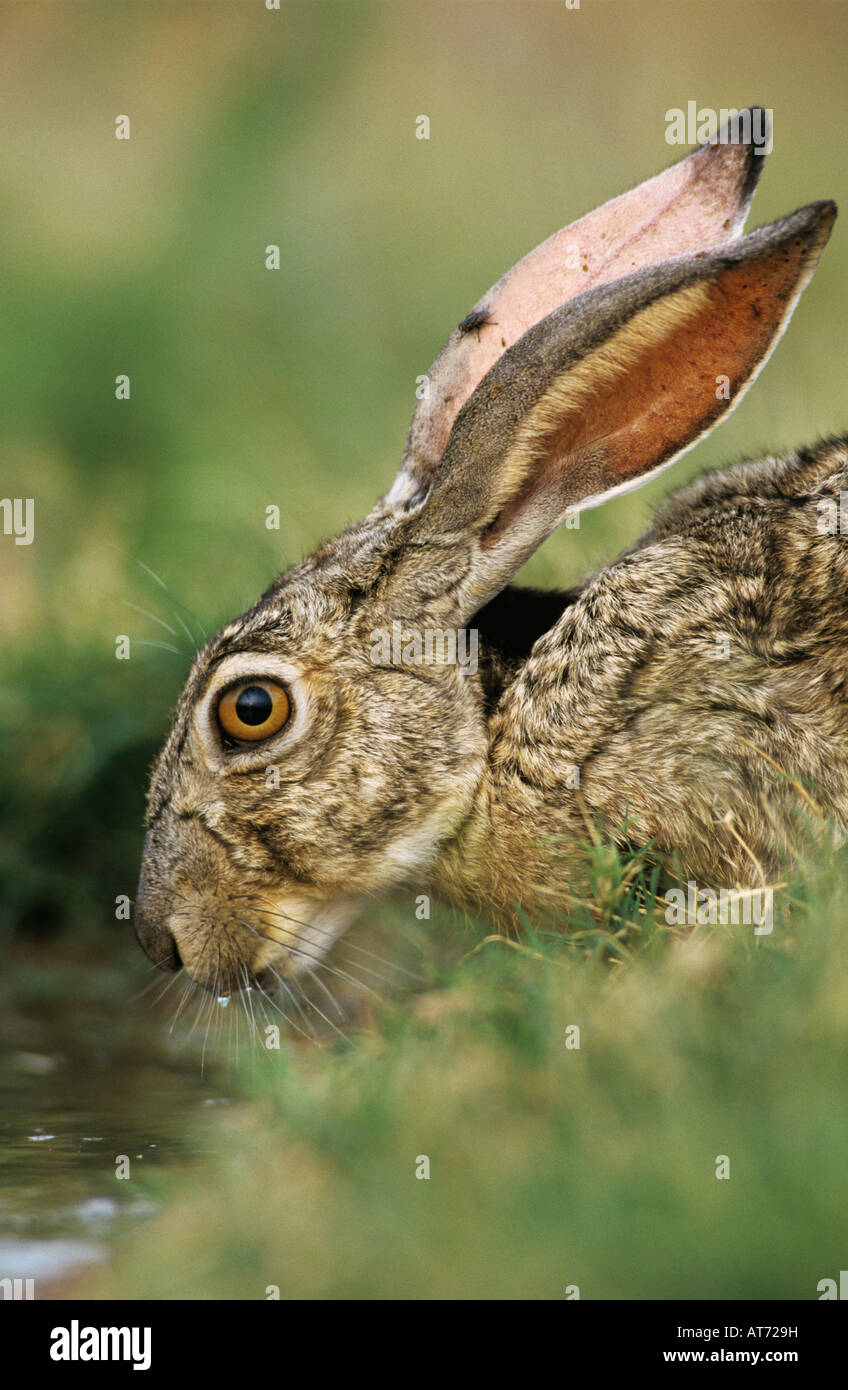 Black tailed jackrabbit texas hi-res stock photography and images - Alamy