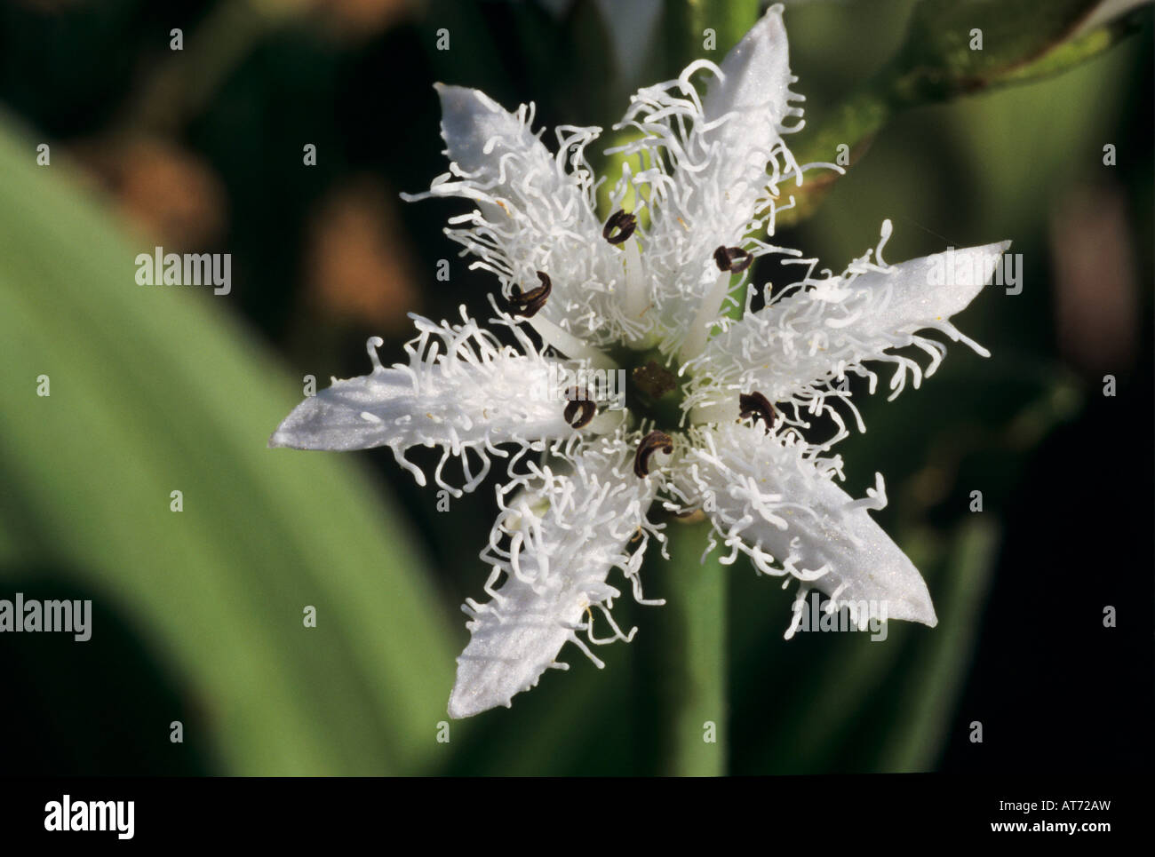 Buckbean flowers hi-res stock photography and images - Alamy