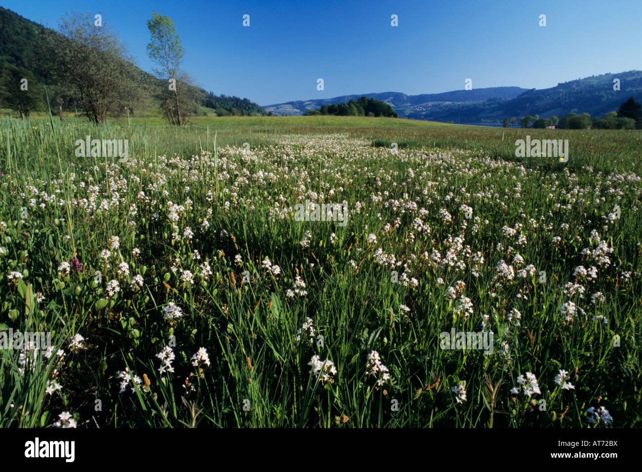 Buckbean flowers hi-res stock photography and images - Alamy