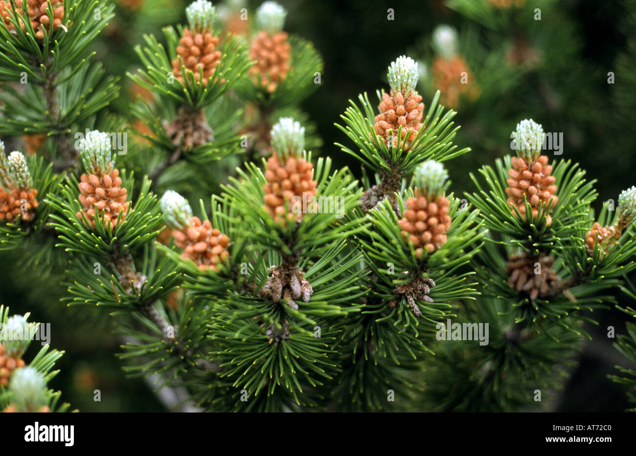 Pine tree branches Stock Photo - Alamy