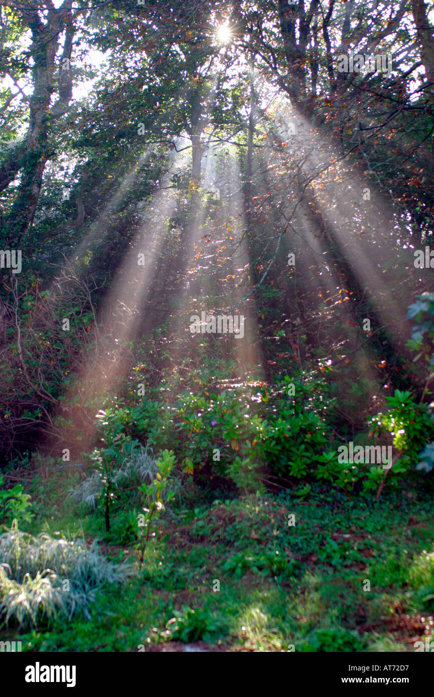 sun rays through a wood Stock Photo - Alamy