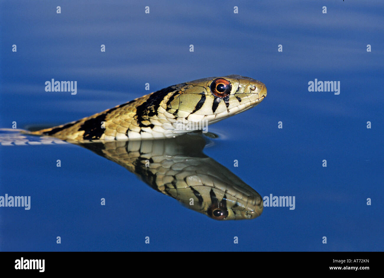 Texas garter snake hi-res stock photography and images - Alamy