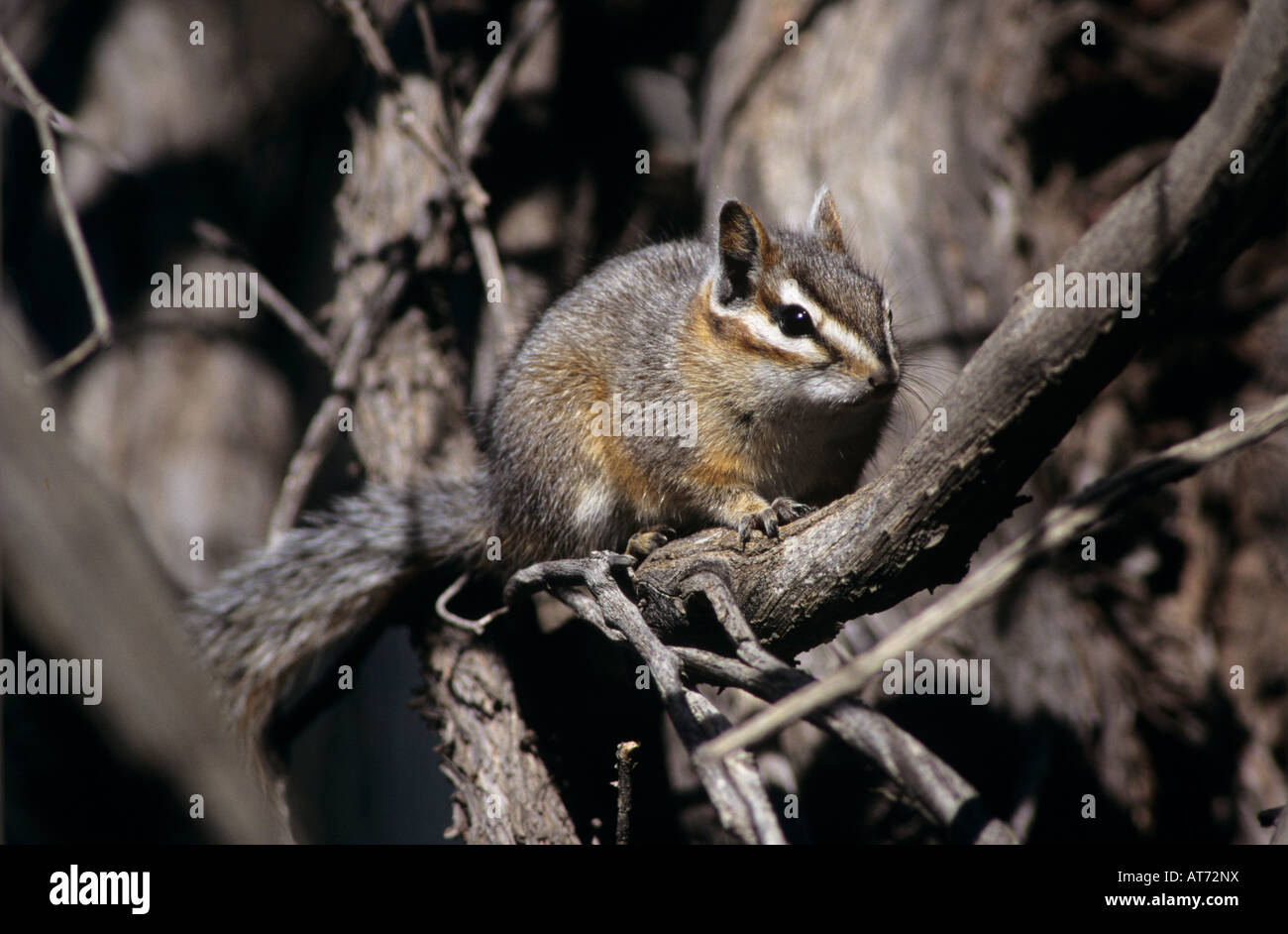 Cliff Chipmunk Tamias dorsalis adult Chiricahua Mountains Arizona USA ...