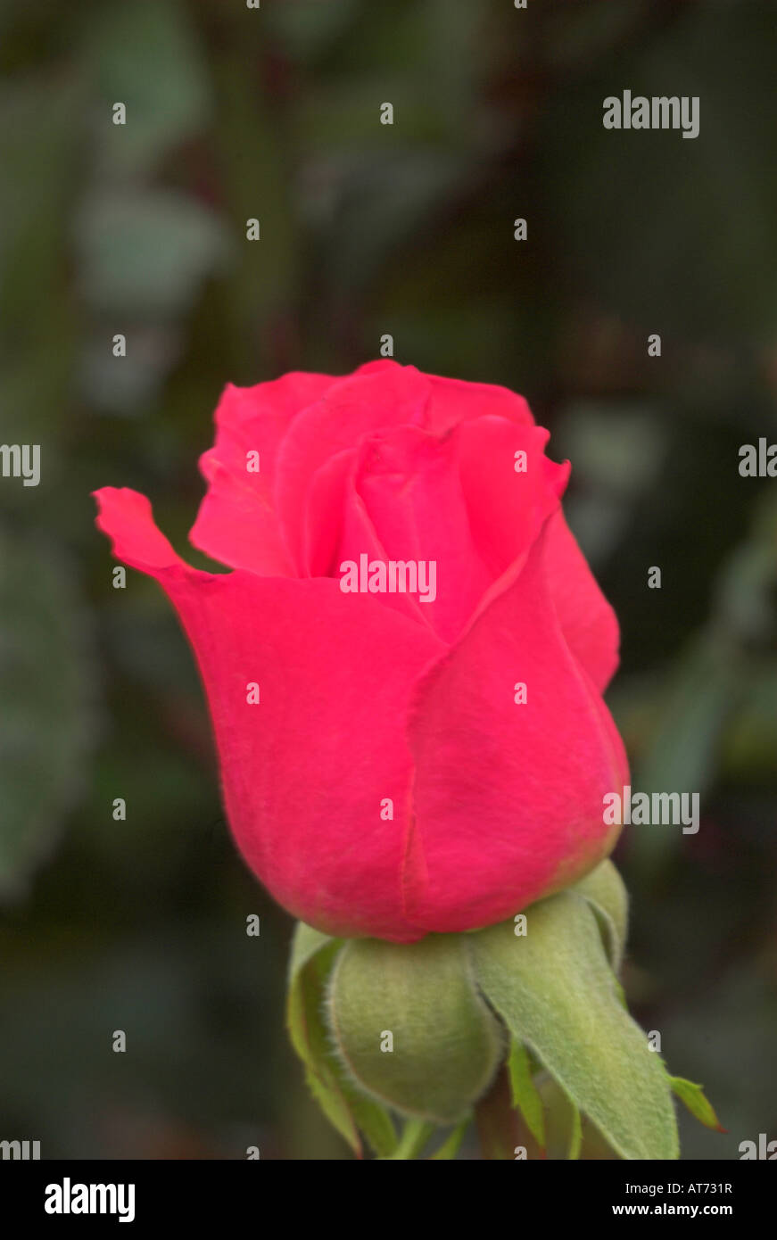 Pink Roses Glasgow Botanic Gardens City of Glasgow Stock Photo - Alamy