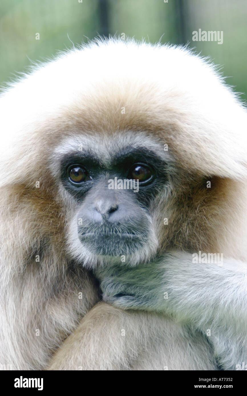 Gibbon Monkey Face