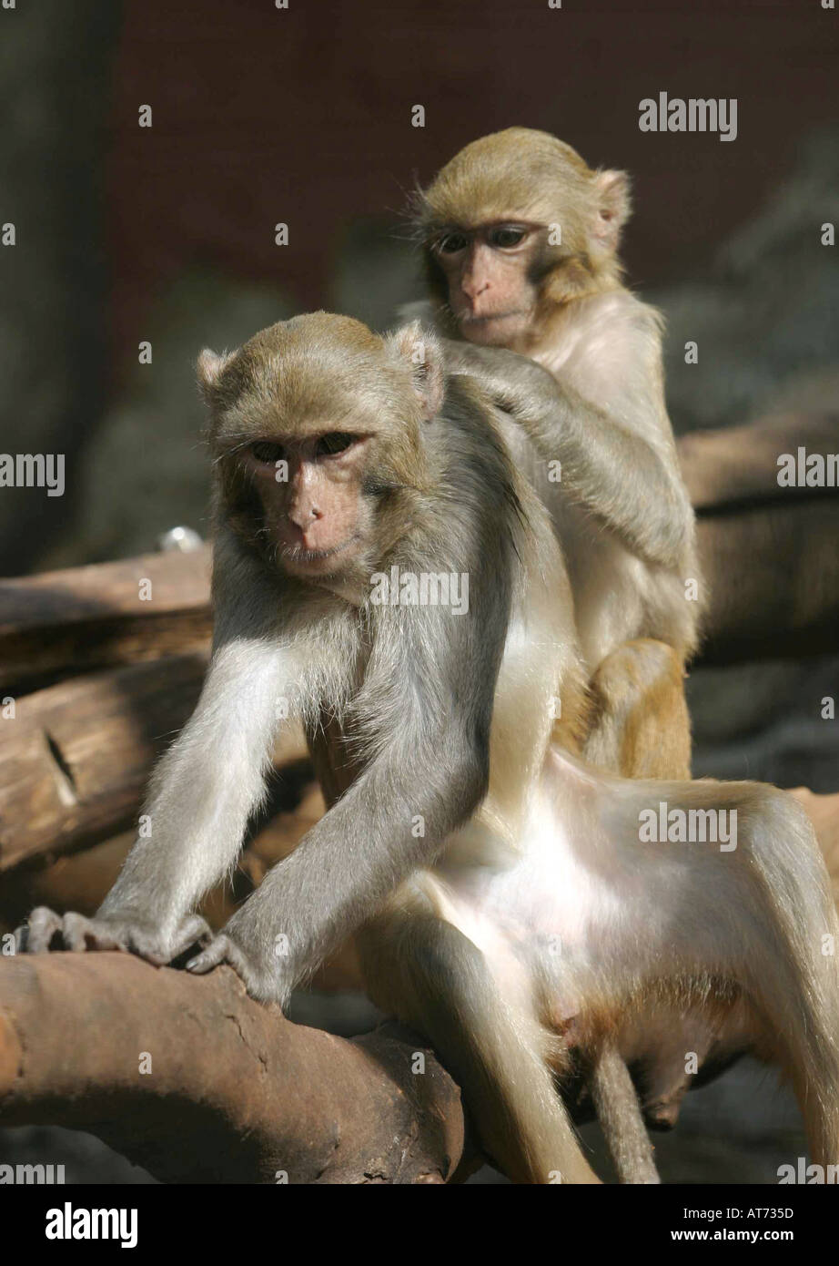 Two rhesus monkeys grooming each other Stock Photo - Alamy