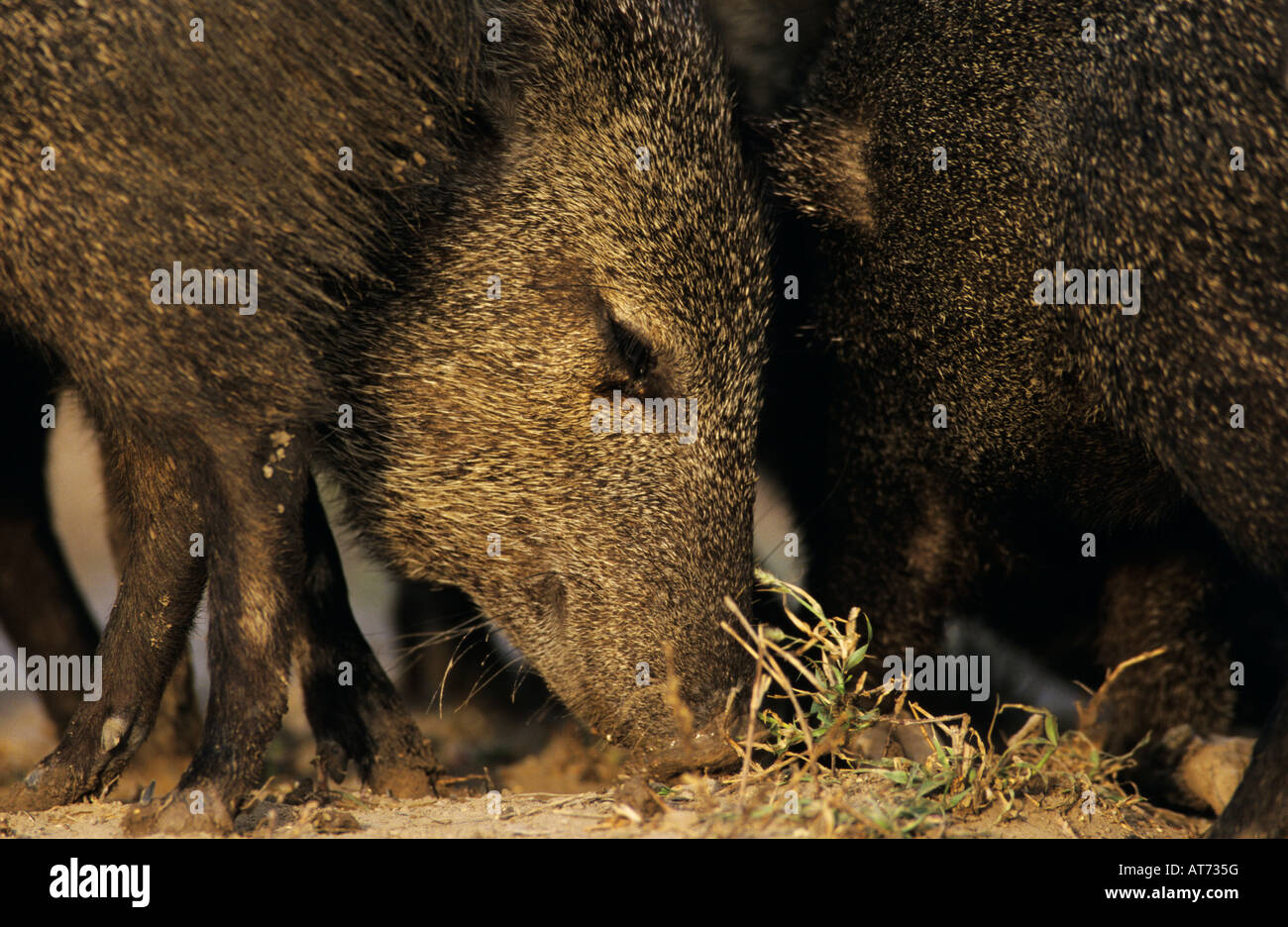 Collared Peccary Javelina Tayassu tajacu adults eating Starr County Rio ...