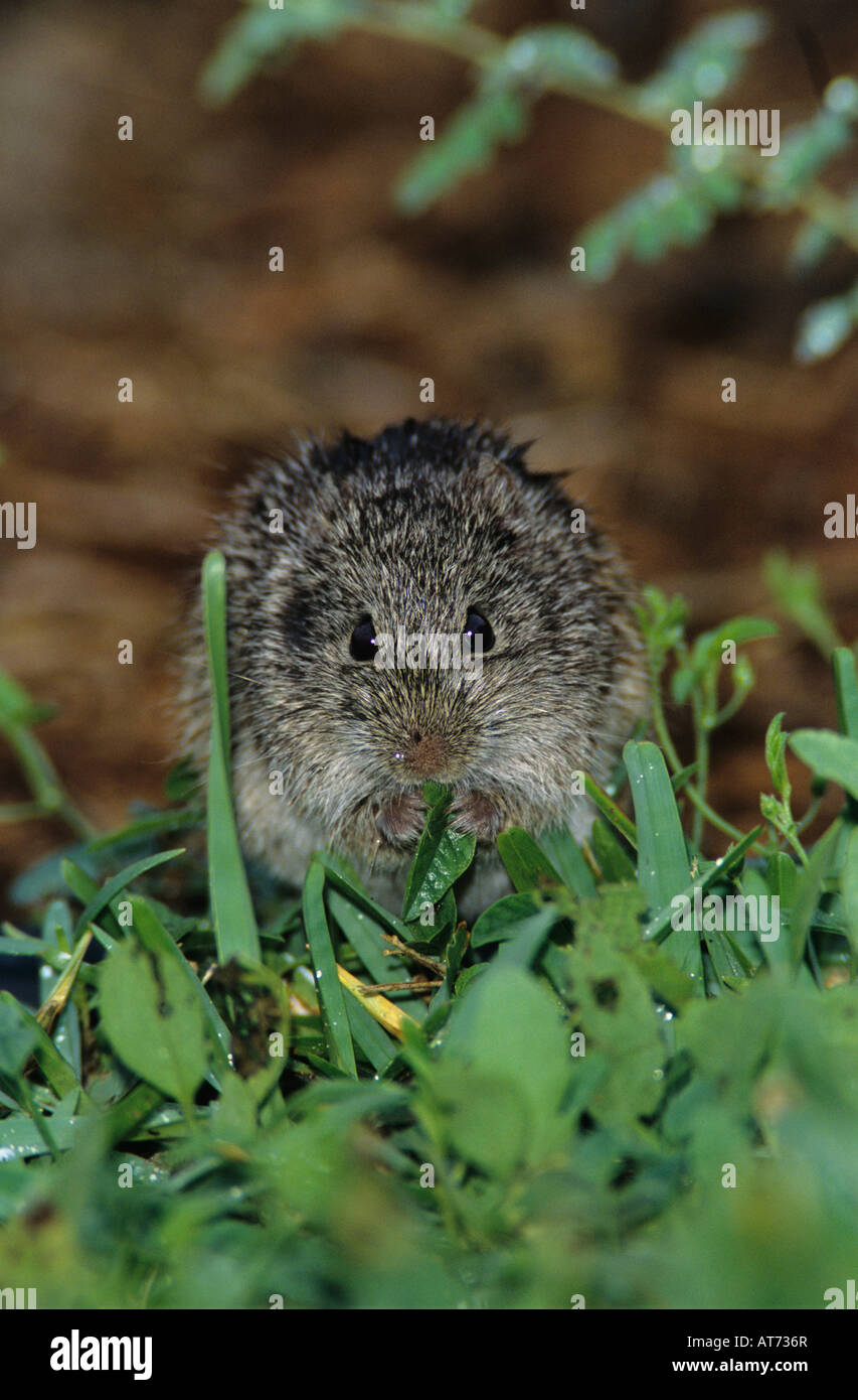 Hispid Cotton Rat Sigmodon hispidus adult eating South Padre Island ...