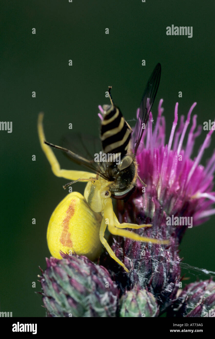 Crab Spider Misumena vatia adult with hoverfly Syrphidae as prey ...