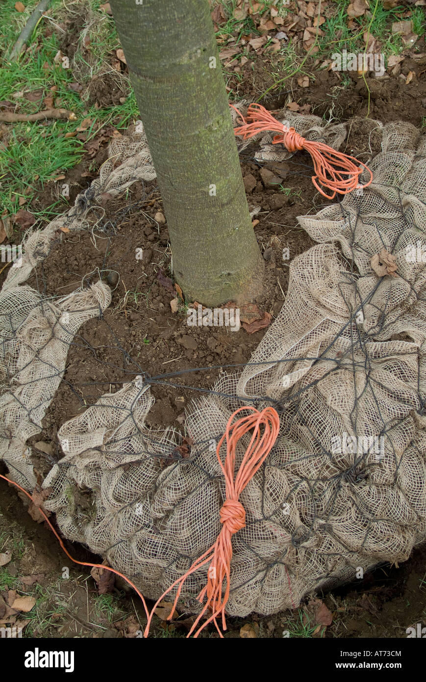 hessian and mesh round a root ball on a young tree Stock Photo - Alamy