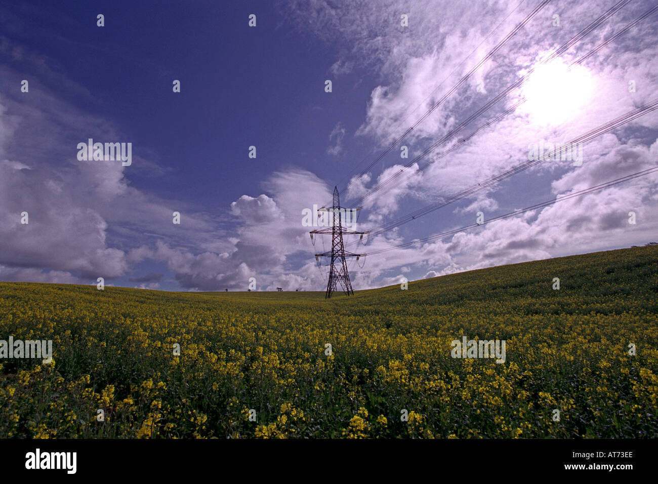 Electricity pylons in a field of oil seed rape Stock Photo - Alamy