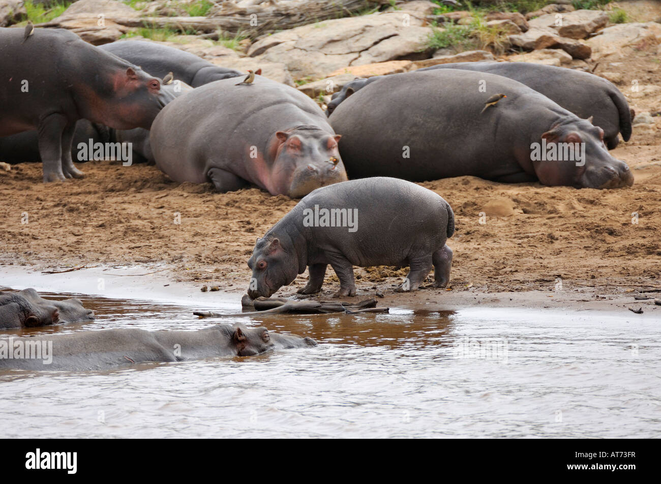 Hippopotamus,a Hippo cub outside the water, Talek River, Masai Mara ...