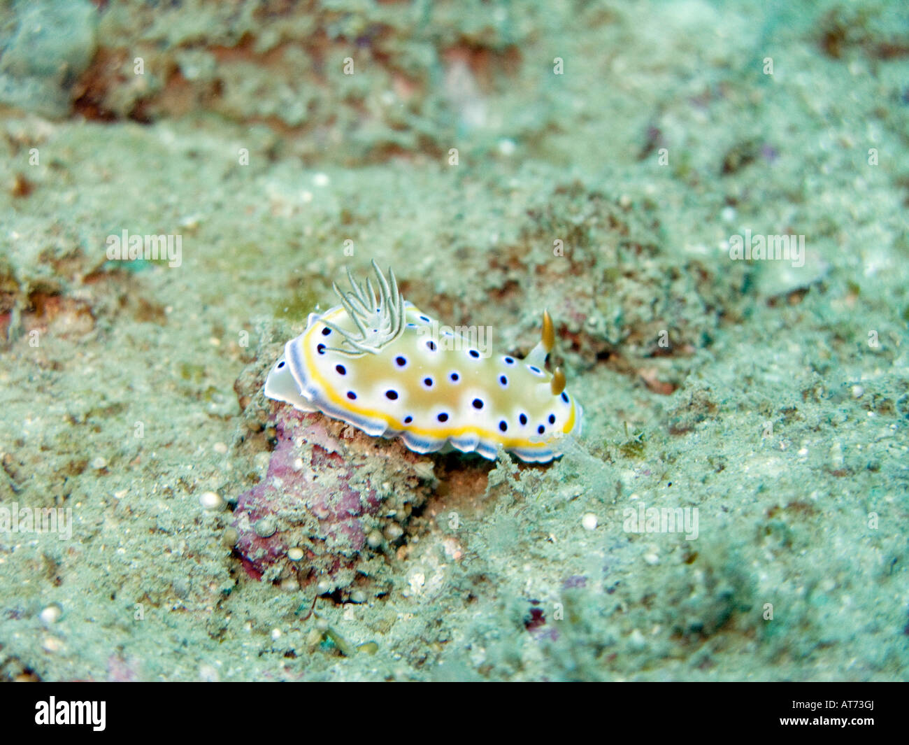Spotted nudibranch hi-res stock photography and images - Alamy
