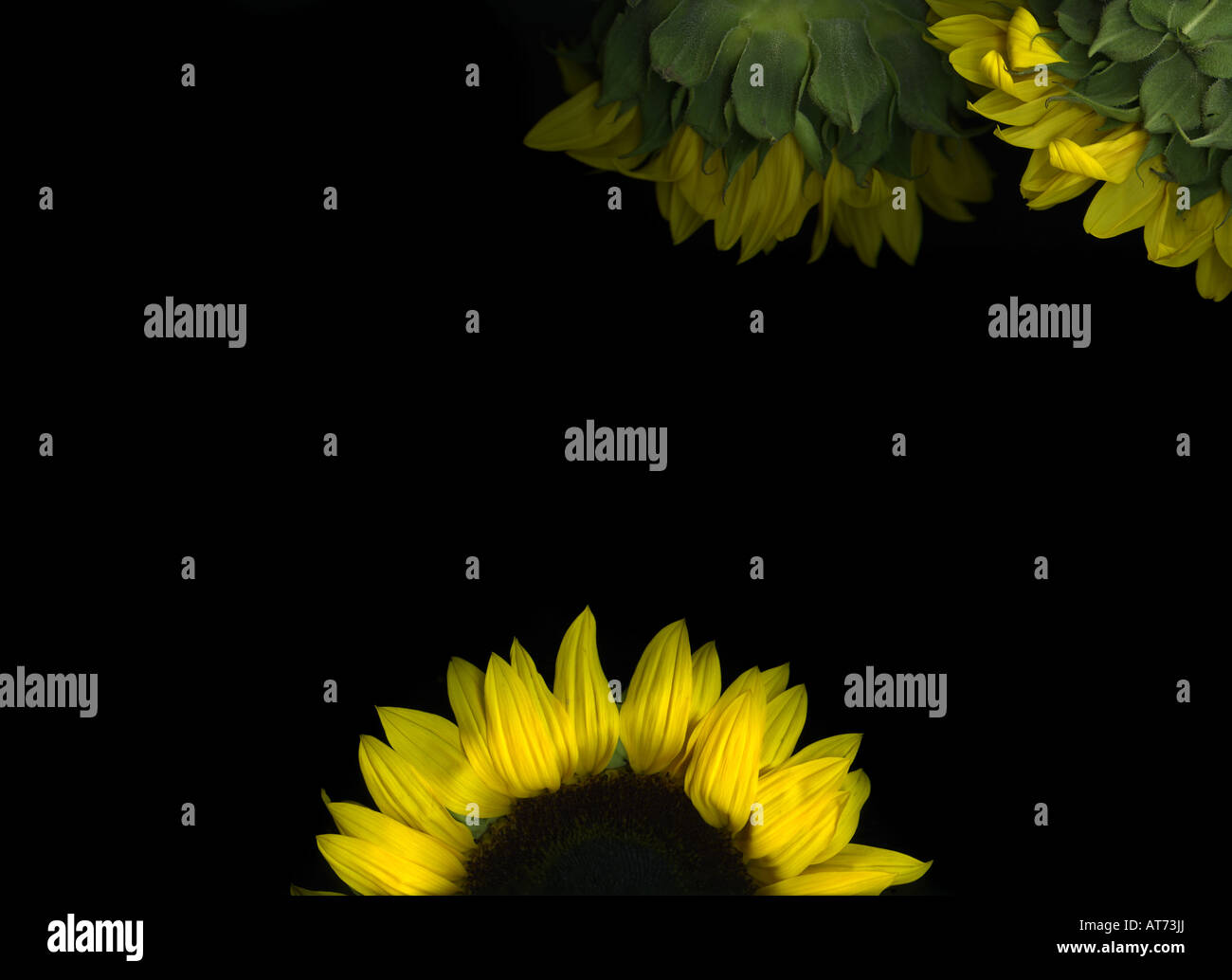 Sunflower on black background Stock Photo - Alamy