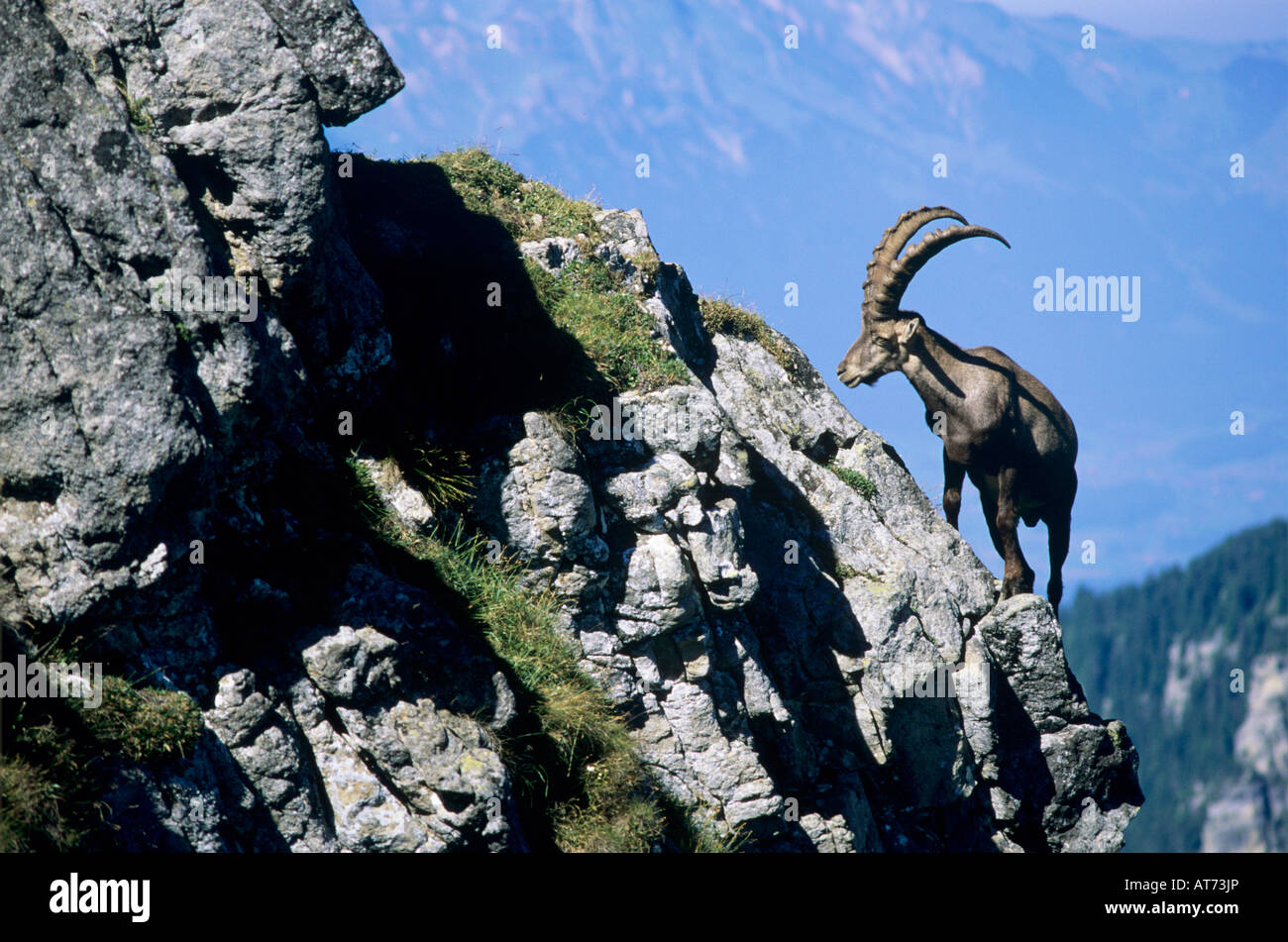 Alpine ibex capra feeding hi-res stock photography and images - Alamy