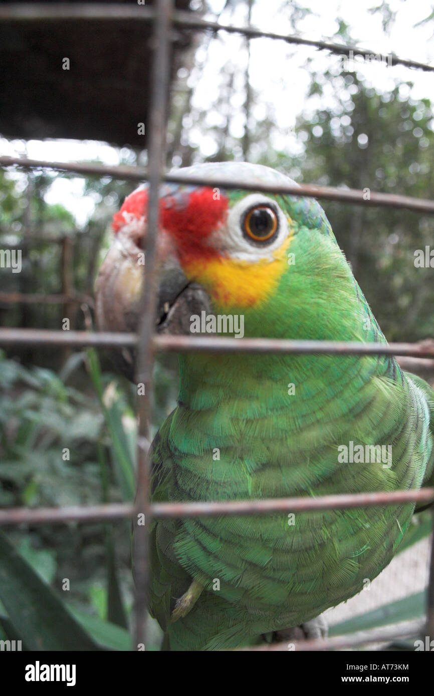 A red lored Amazon peeks out through its cage Stock Photo - Alamy