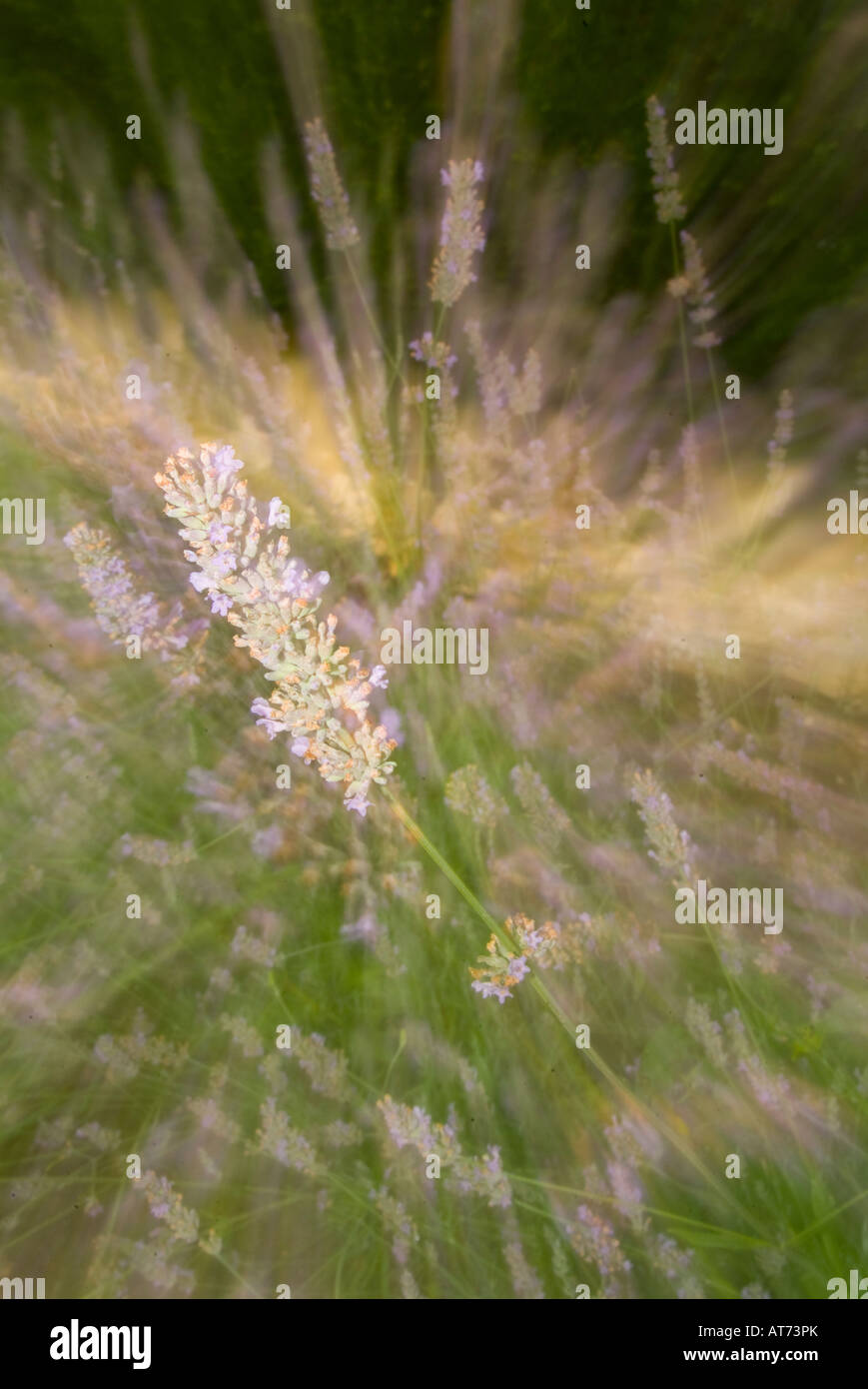 Zoomed picture of lavender camera technique Stock Photo - Alamy