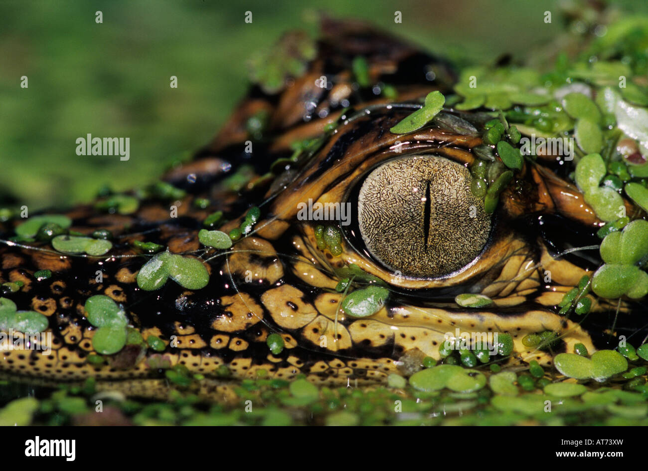 American alligator babies hi-res stock photography and images - Alamy