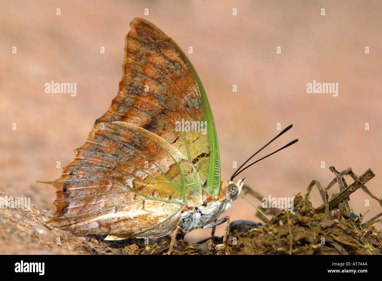 Green veined Charaxes butterfly feeding Stock Photo - Alamy